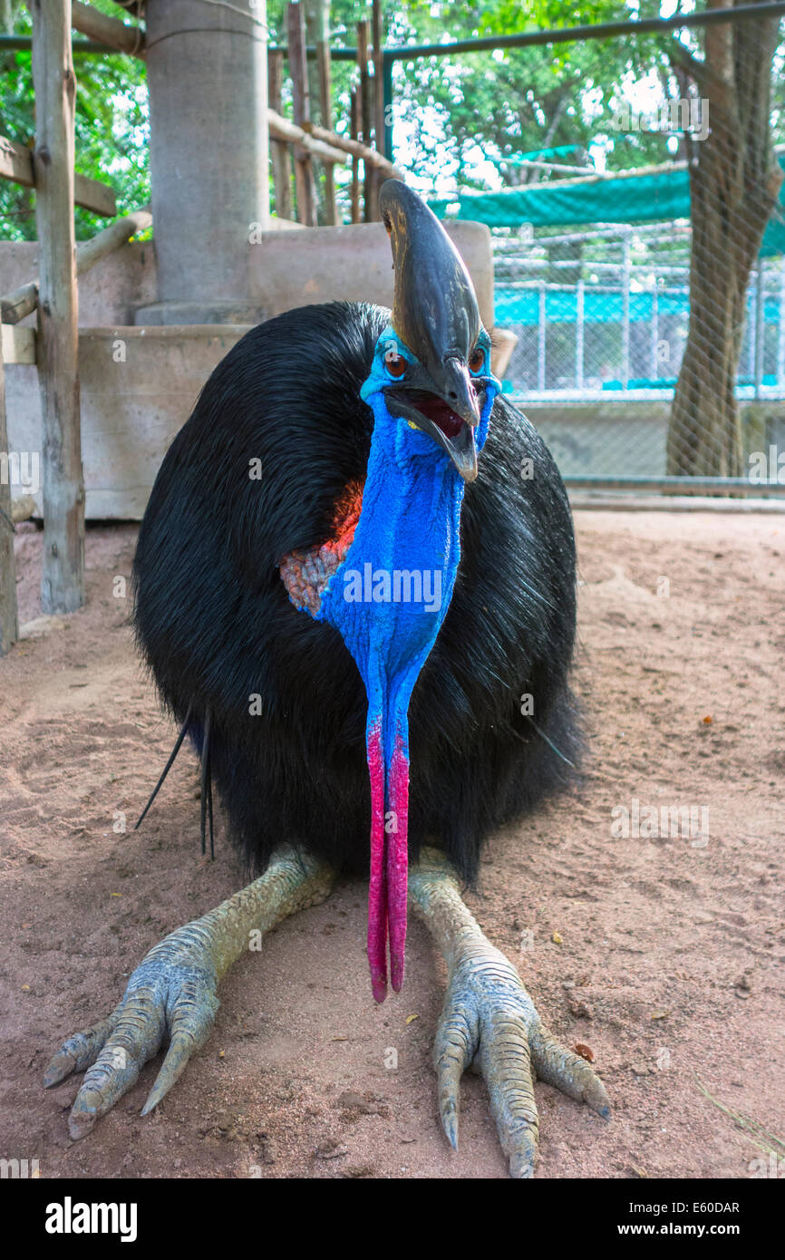 Casuarius hi-res stock photography and images - Alamy