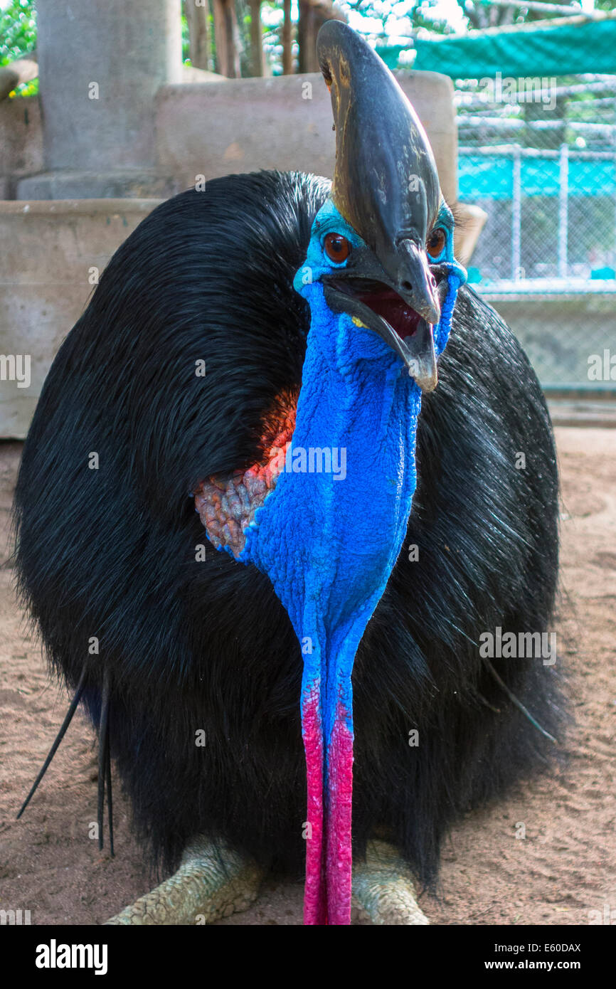 Casuarius southern cassowary hi-res stock photography and images - Alamy
