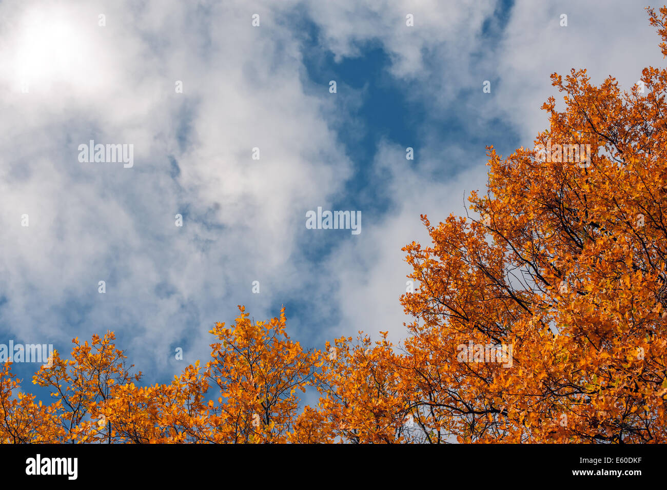 autumn leaves in forest closeup Stock Photo - Alamy