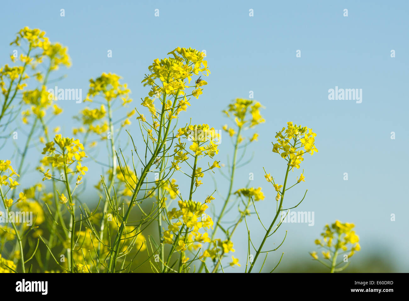 Lush canola field hi-res stock photography and images - Alamy