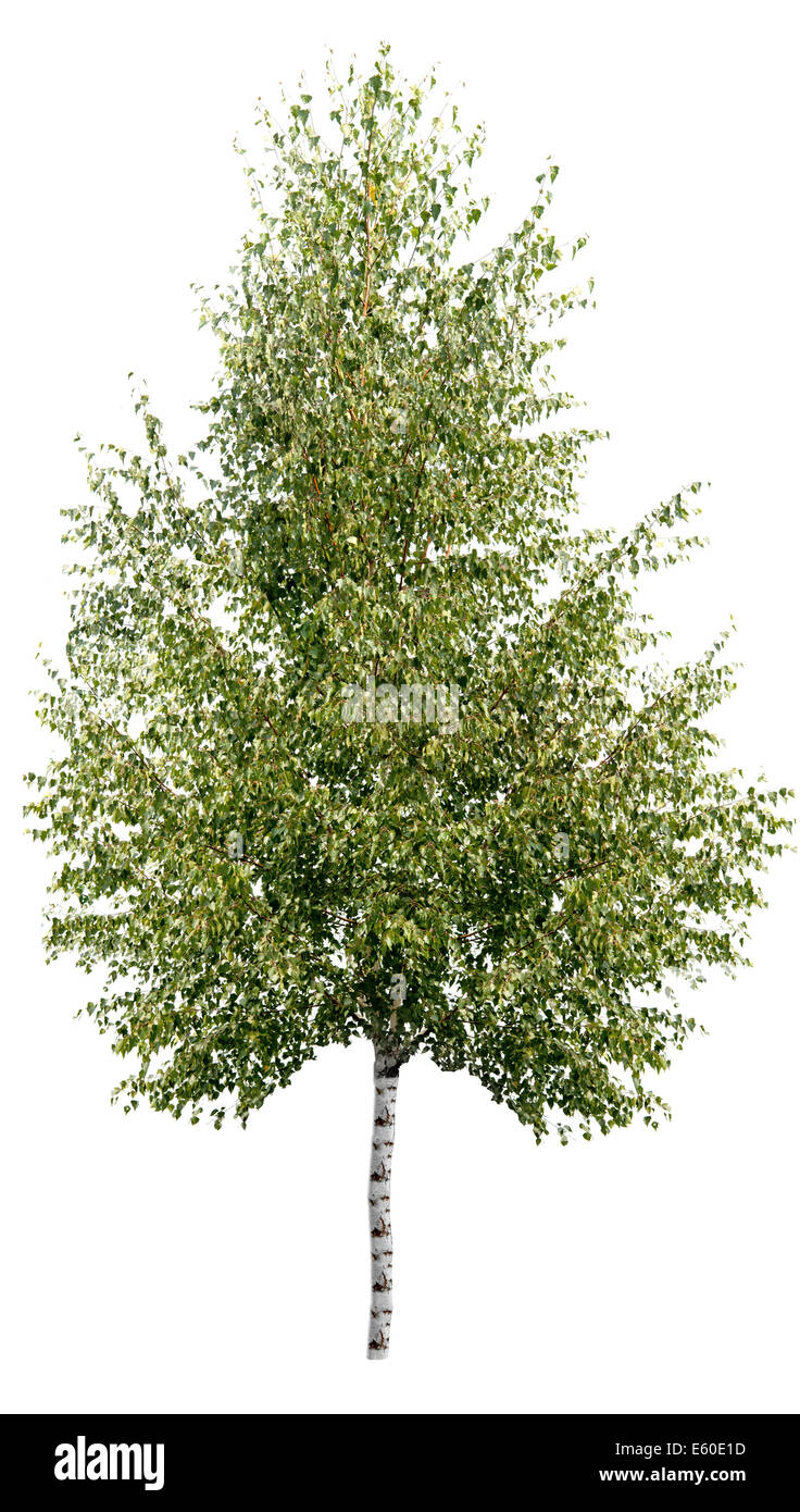 single birch tree isolated Stock Photo - Alamy