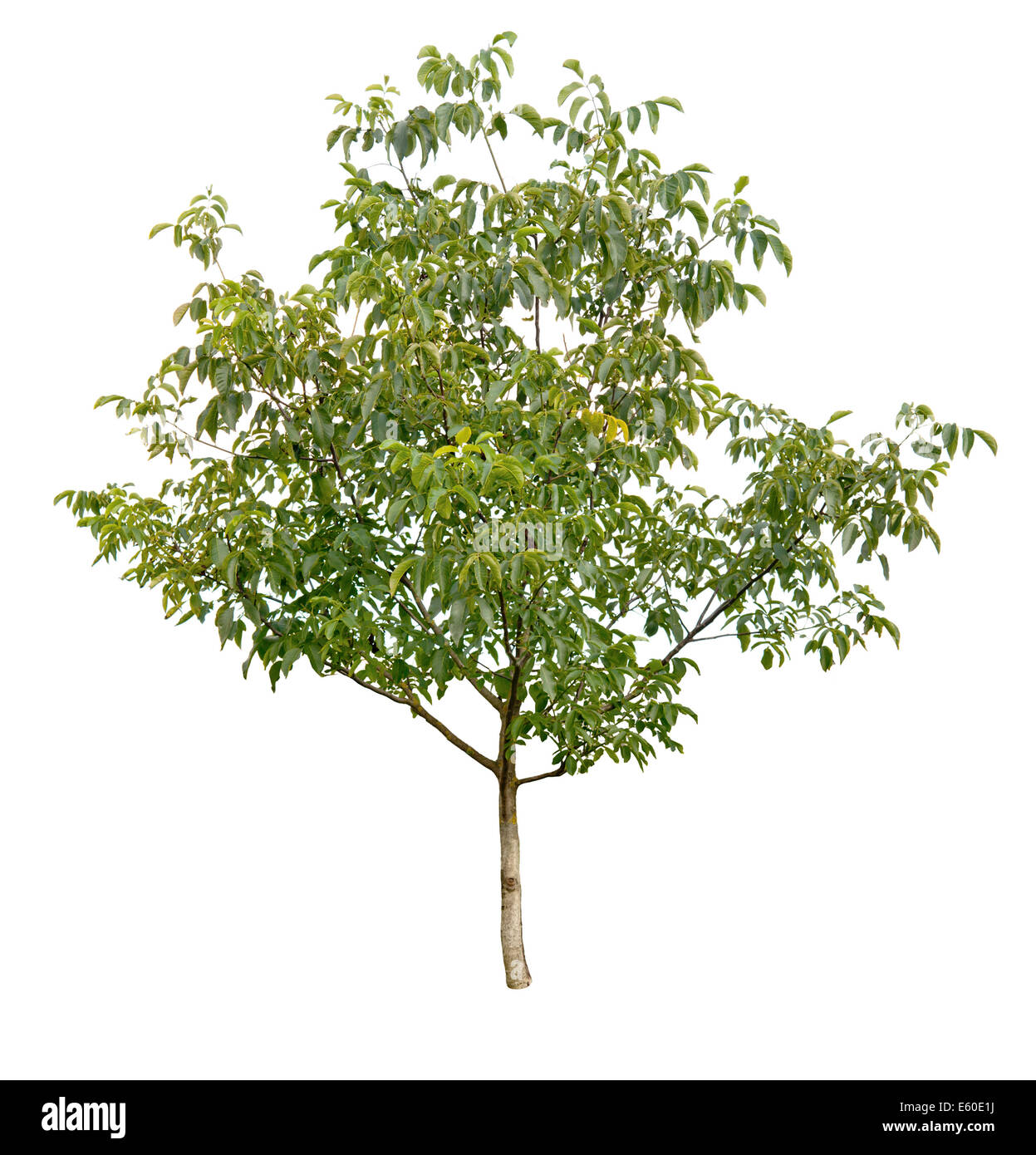 White walnut tree hi-res stock photography and images - Alamy