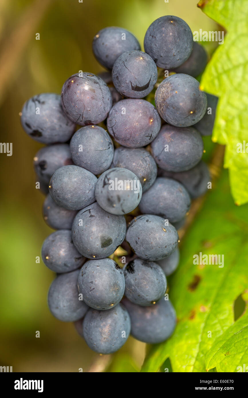 Ripe ready for harvesting hanging grapes Stock Photo - Alamy