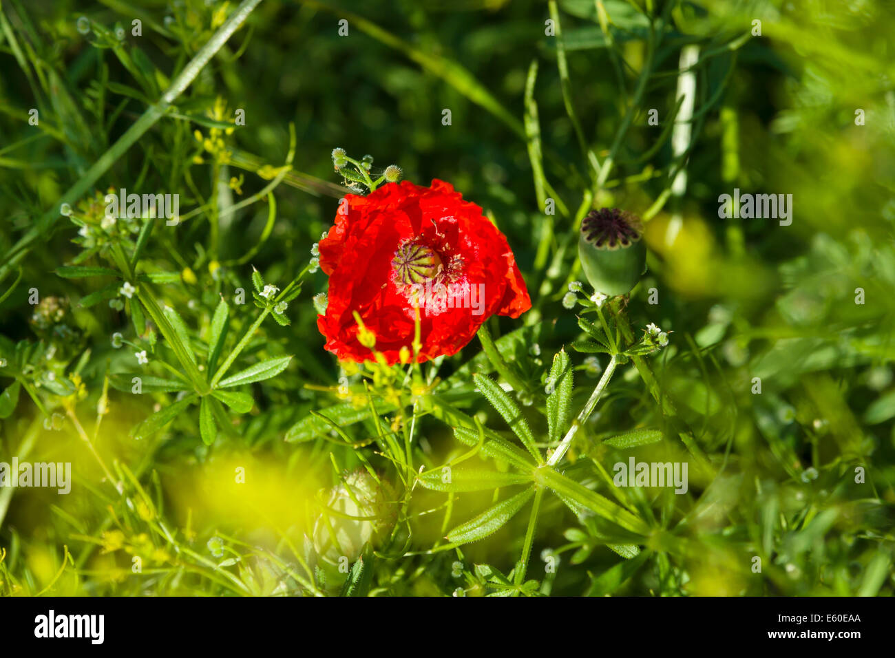 Time of flowering poppy Stock Photo - Alamy