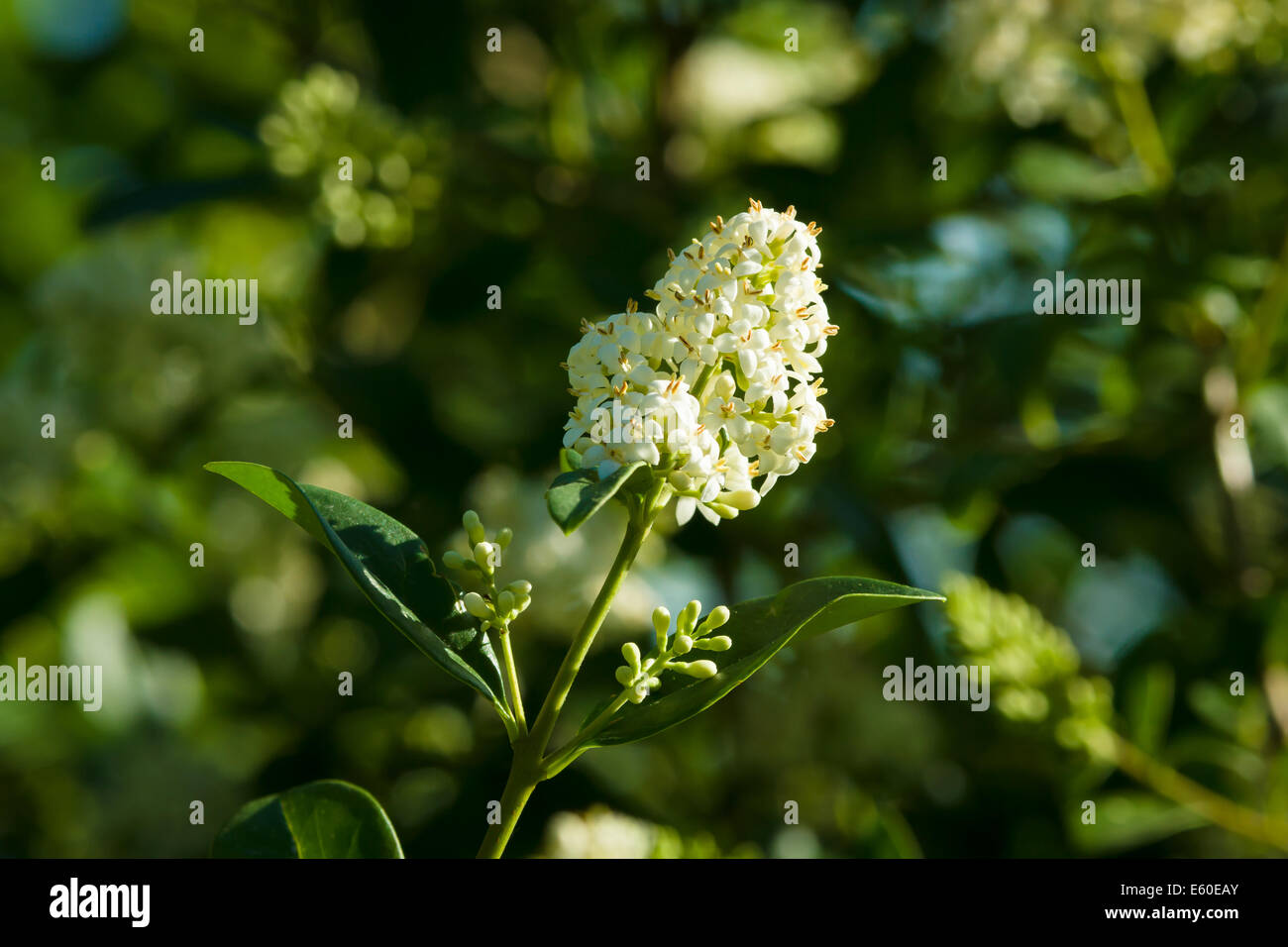 Ligustrum Flowering High Resolution Stock Photography and Images - Alamy