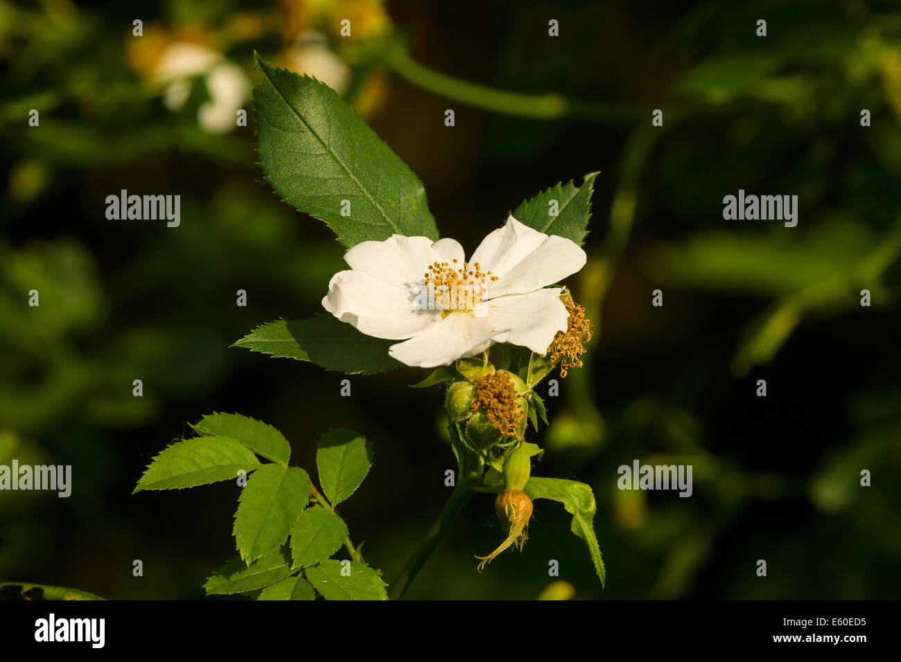 Flowers rose hips wild hi-res stock photography and images - Alamy