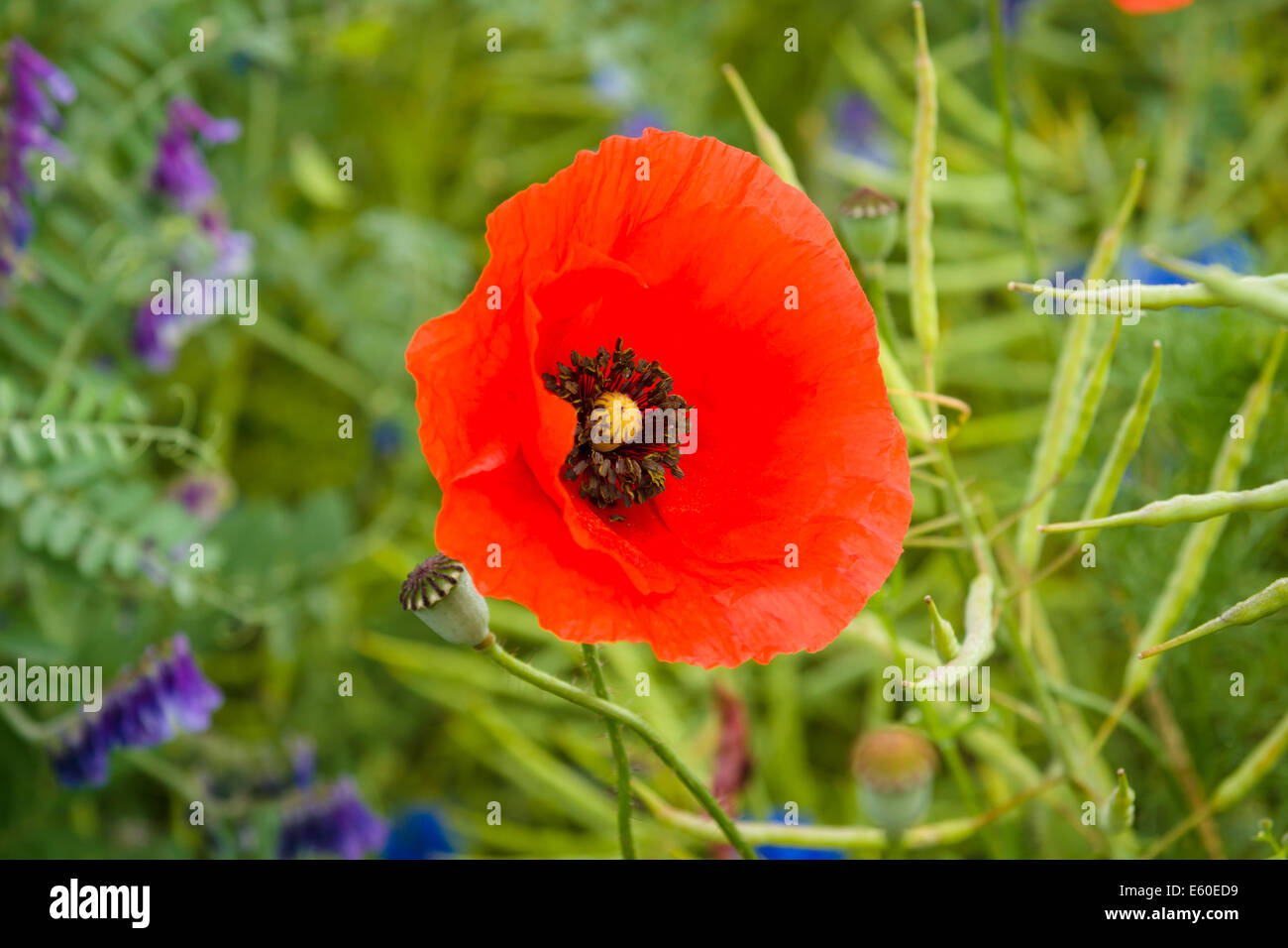 Time of flowering poppy Stock Photo - Alamy