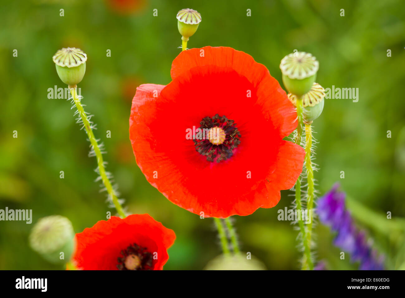 Time of flowering poppy Stock Photo - Alamy