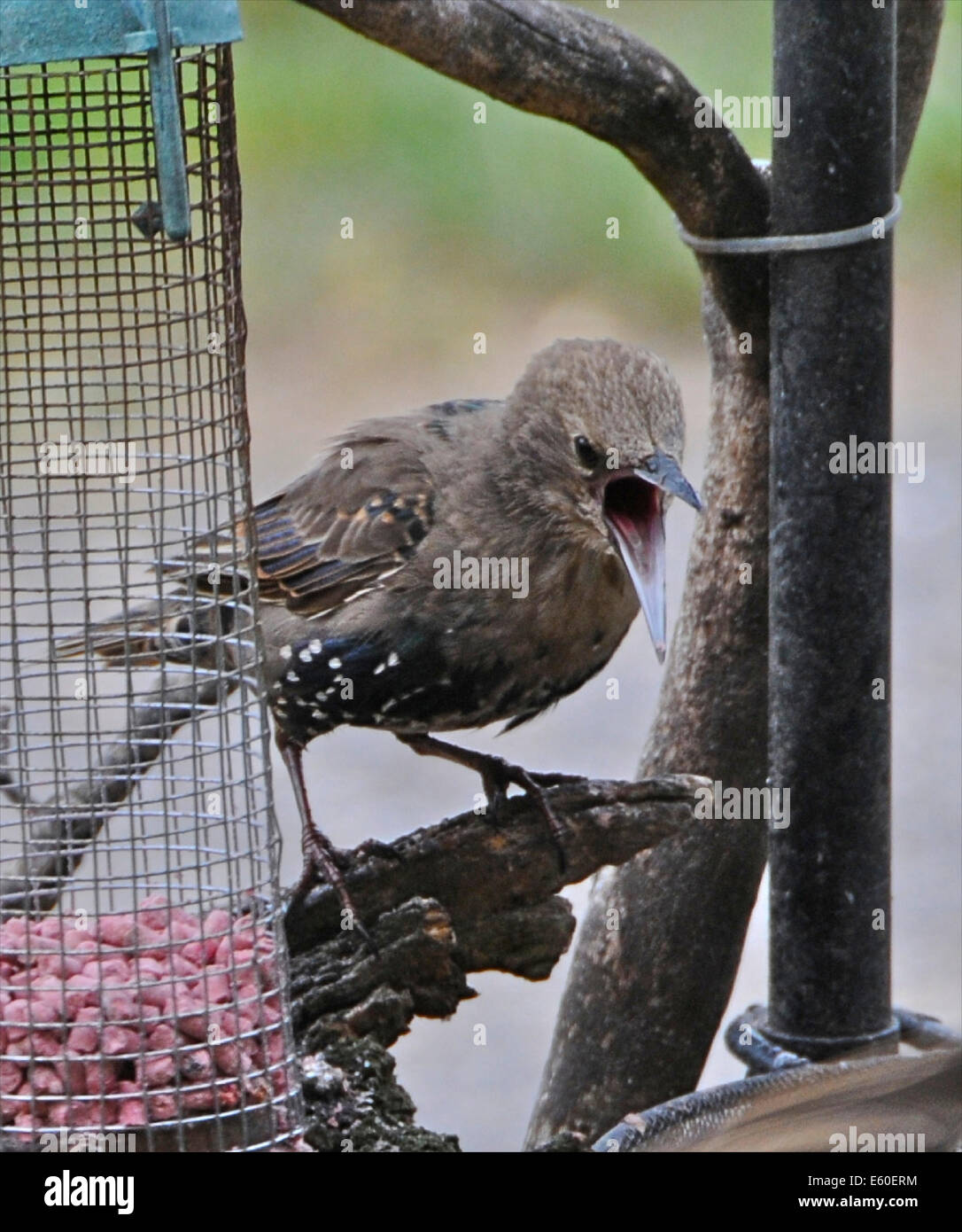 Young juvenile starling (sturnus vulgaris vulgaris) displays aggressive ...