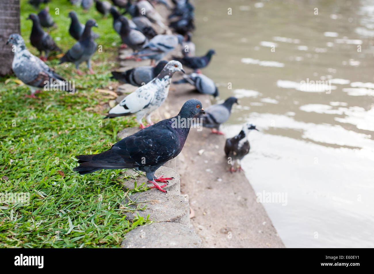 Large pigeon hi-res stock photography and images - Alamy
