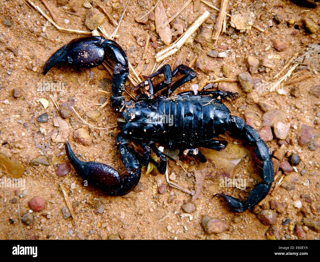 Scorpion claws hi-res stock photography and images - Alamy