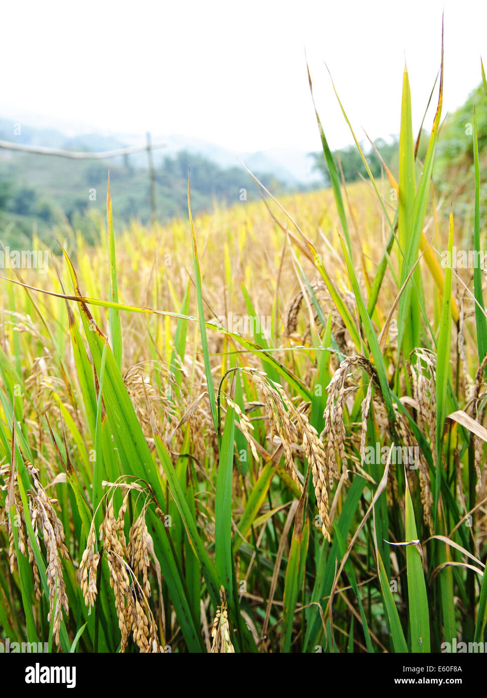 Low angle view of rice field hi-res stock photography and images - Alamy