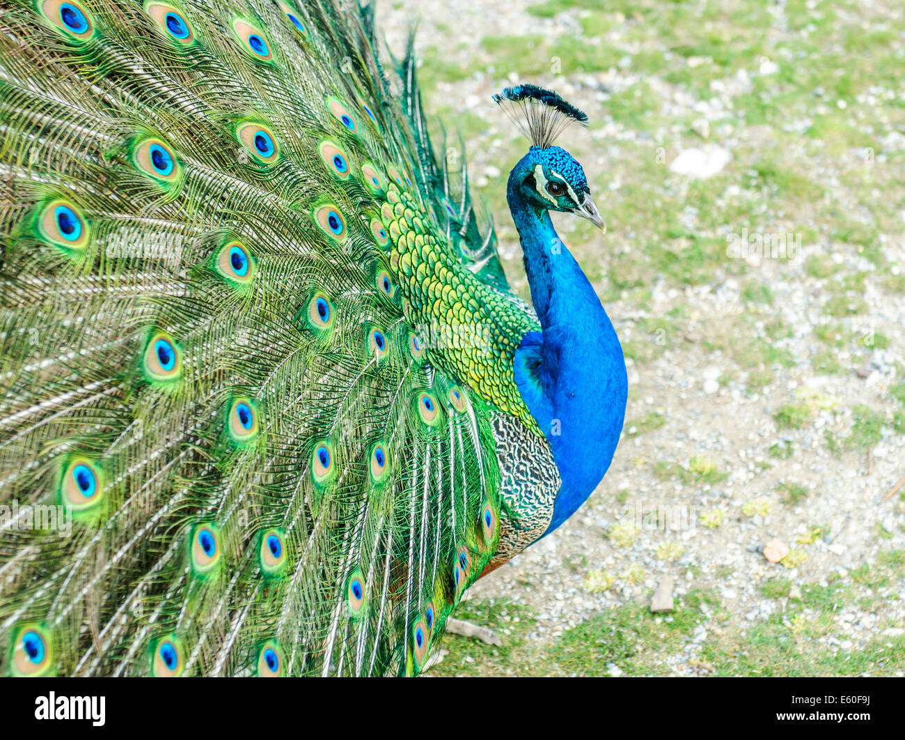 Peafowl bird with open wings Stock Photo - Alamy