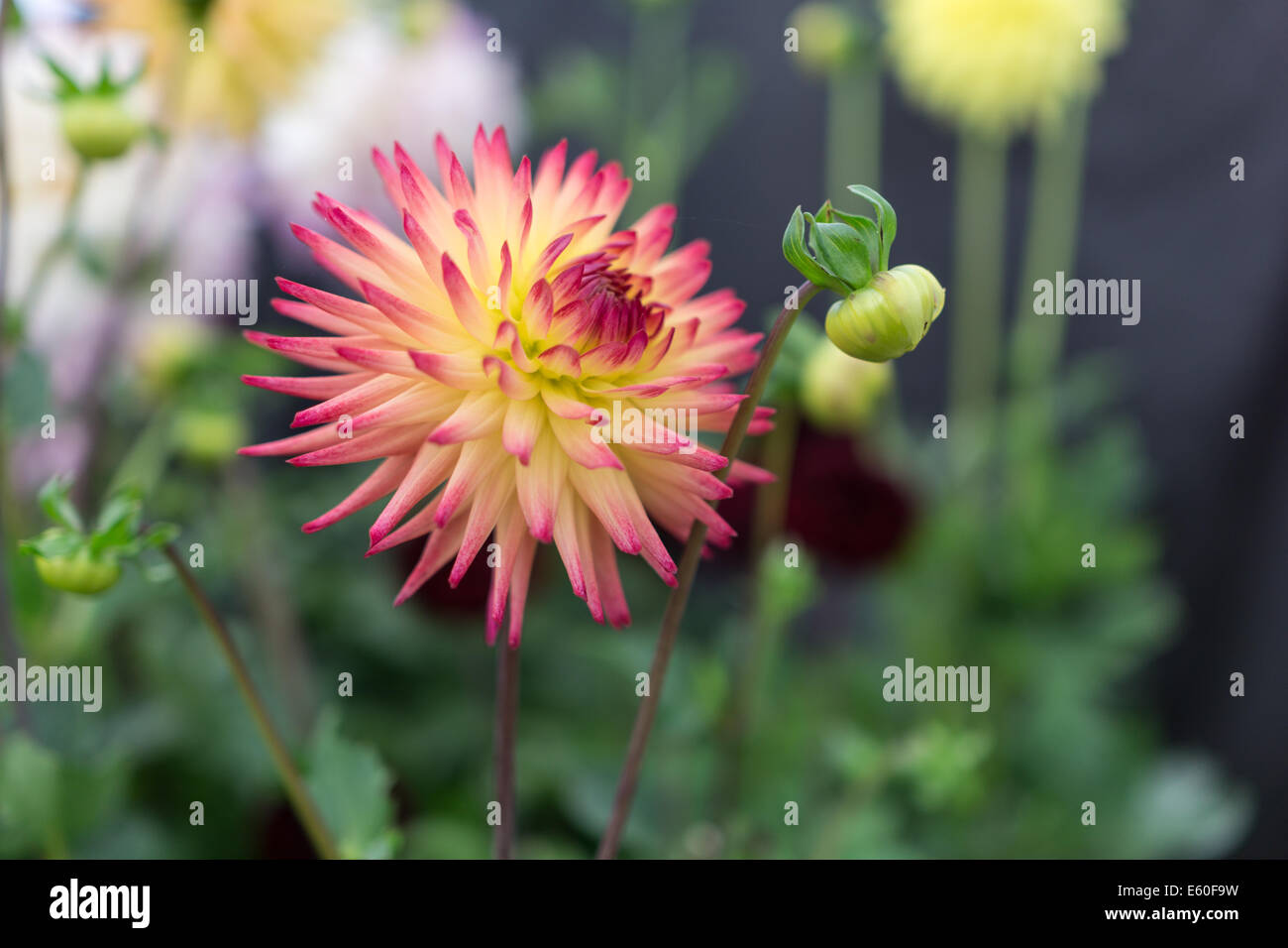 Pom pom dahlia hi-res stock photography and images - Alamy