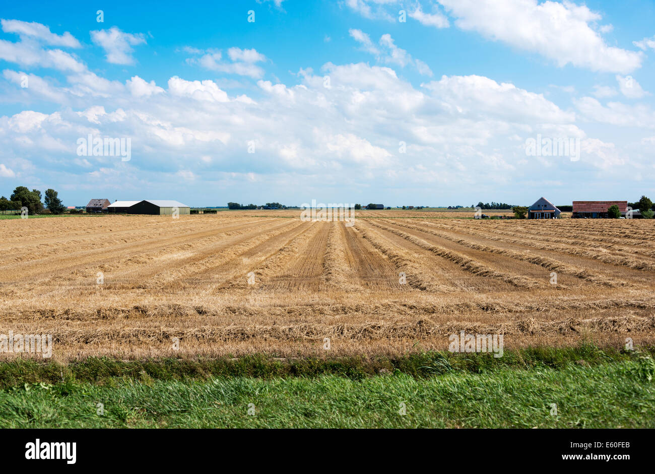 farm field with buildings golden wheat and blue sky Stock Photo - Alamy
