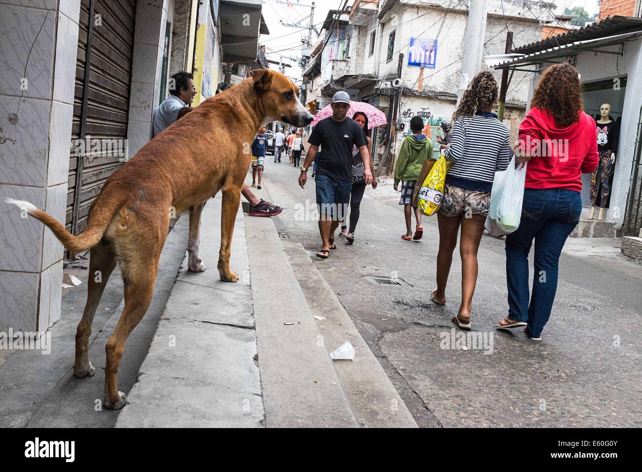 Rio De Janeiro, RJ, Brazil. 9th Aug, 2014. A dog looks across the ...