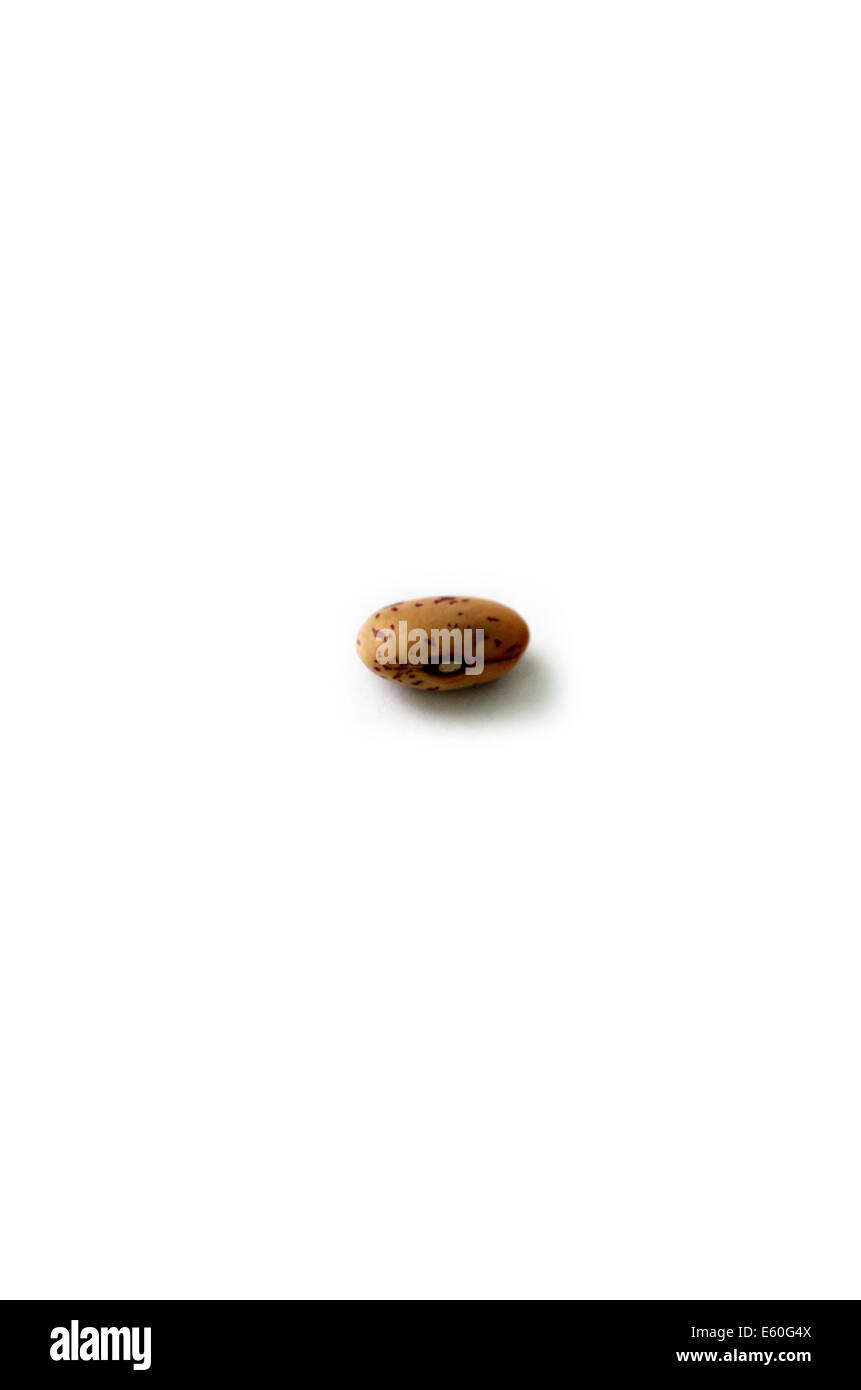 Brown Bean Isolated On The White Background Stock Photo - Alamy