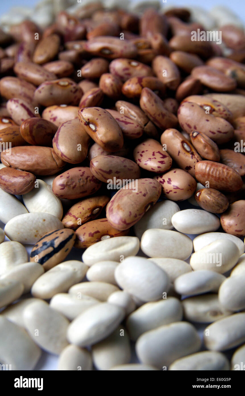 Assorted Brown And White Beans Isolated On The White Background Stock ...