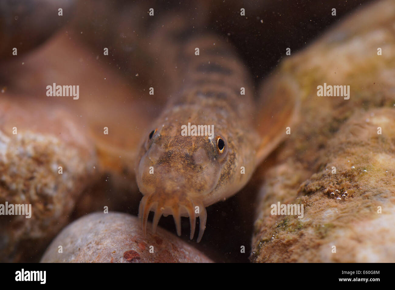 Beijing, China's Qinghai Province. 29th June, 2014. Triplophysa microps ...
