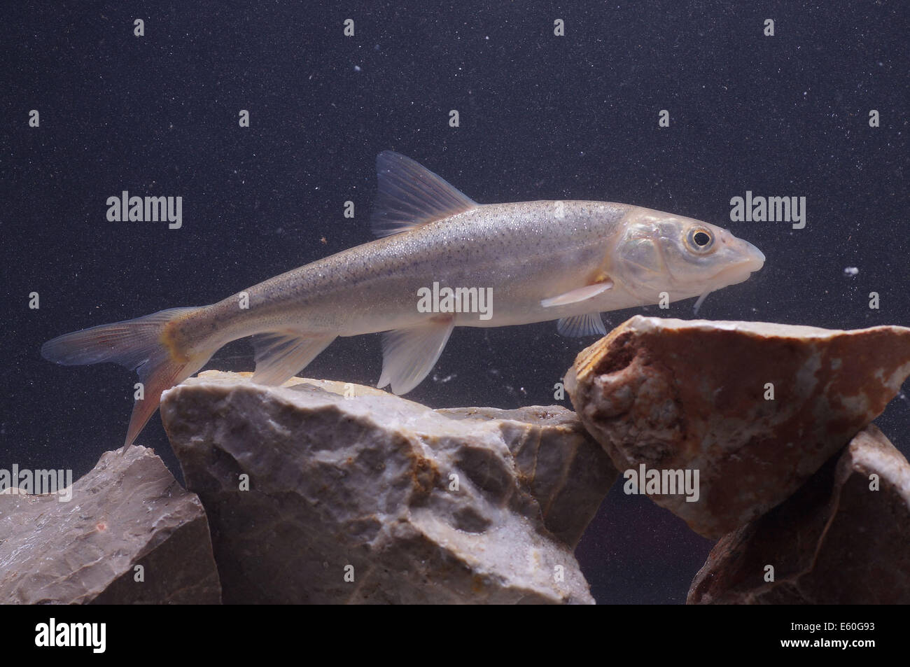 Beijing, China's Qinghai Province. 1st July, 2014. Ptychobarbus ...