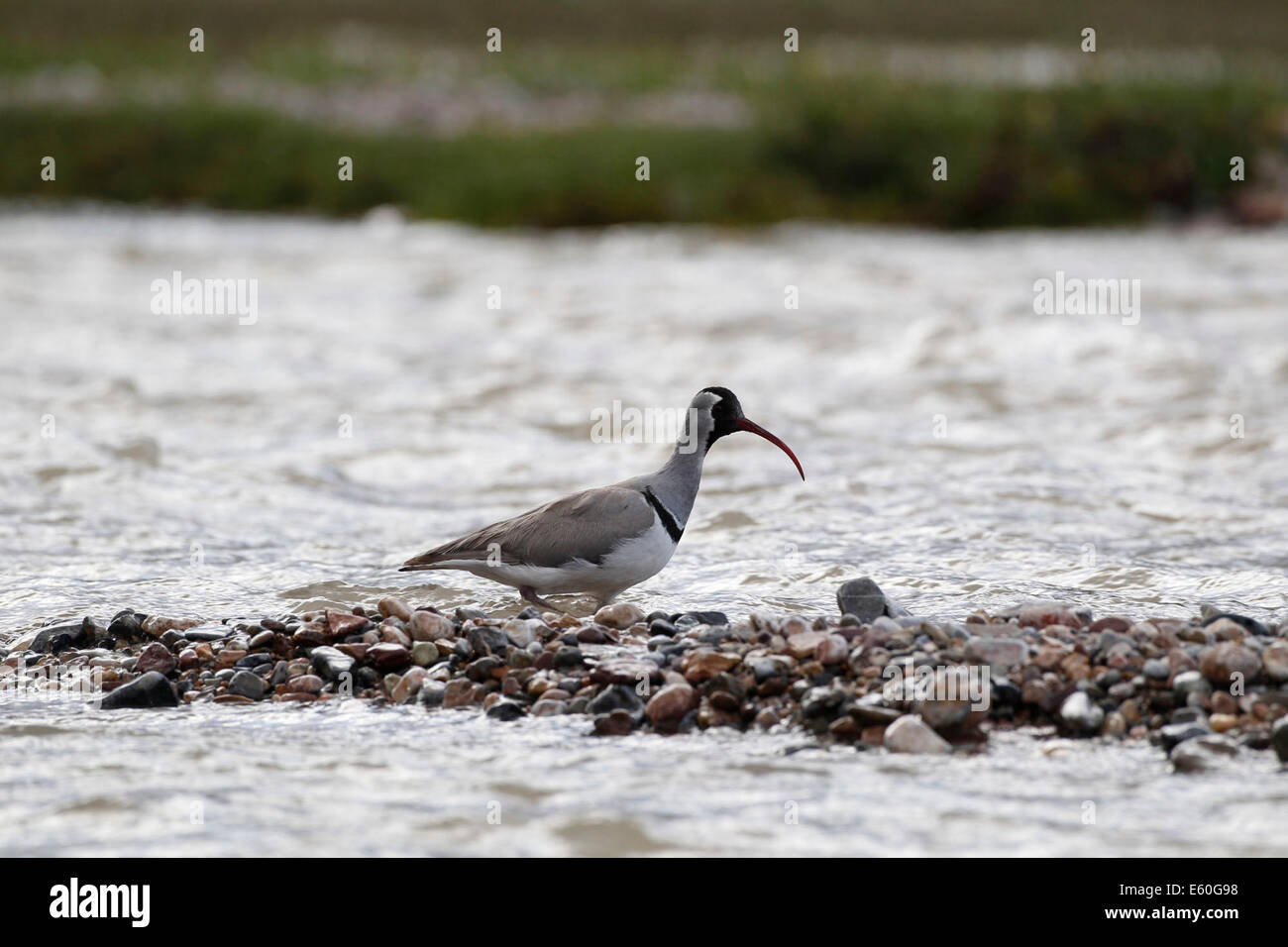 Beijing, China's Qinghai Province. 10th July, 2014. An ibisbill ...