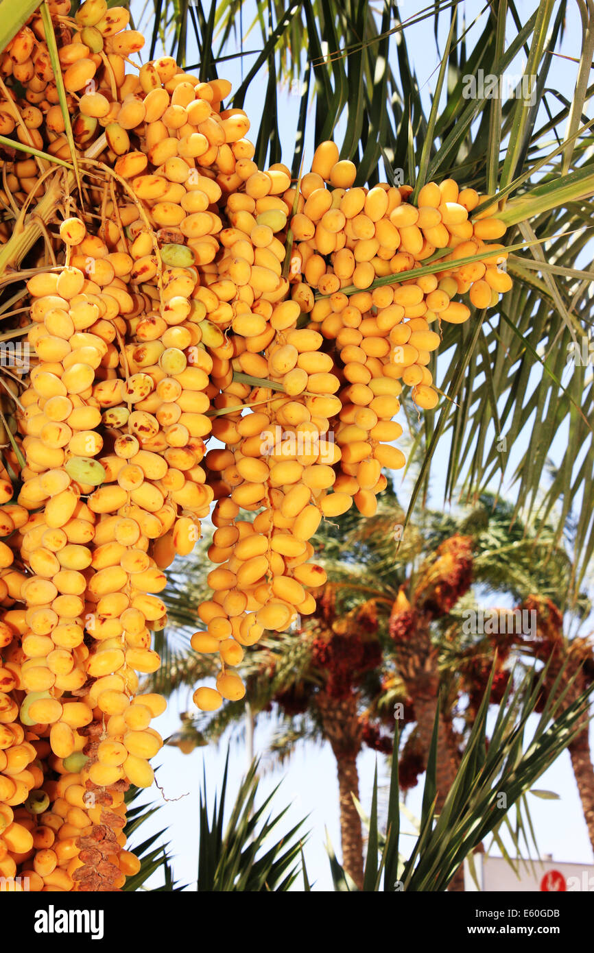 date palm at sun light Stock Photo - Alamy