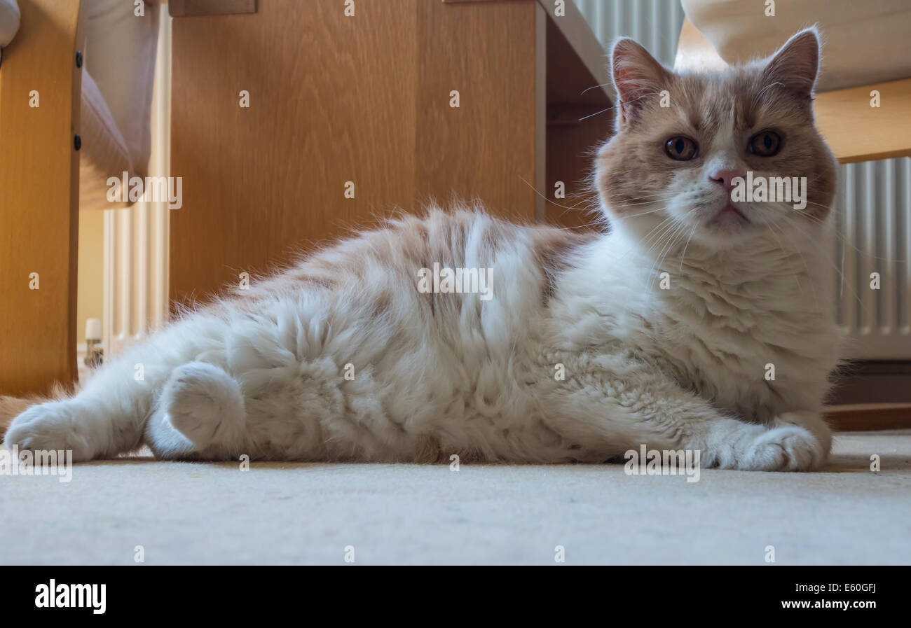 Mature cat cat hi-res stock photography and images - Alamy