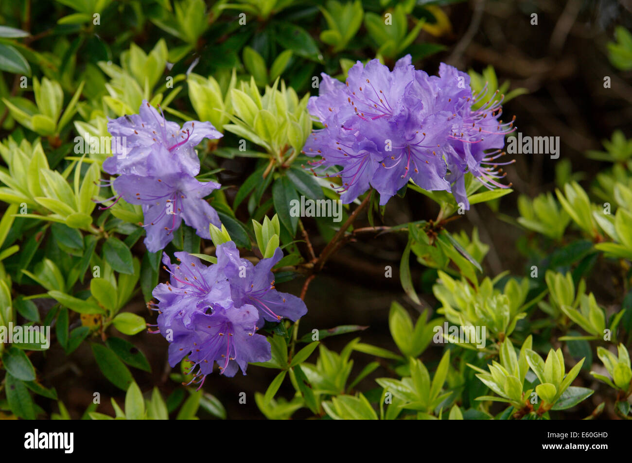 Rhododendron flowers (Bluebird group Stock Photo - Alamy