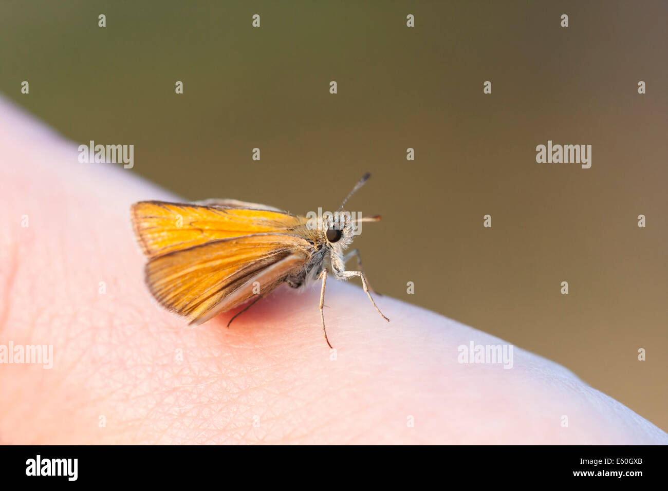 Little orange or brown butterfly on a human finger Stock Photo - Alamy