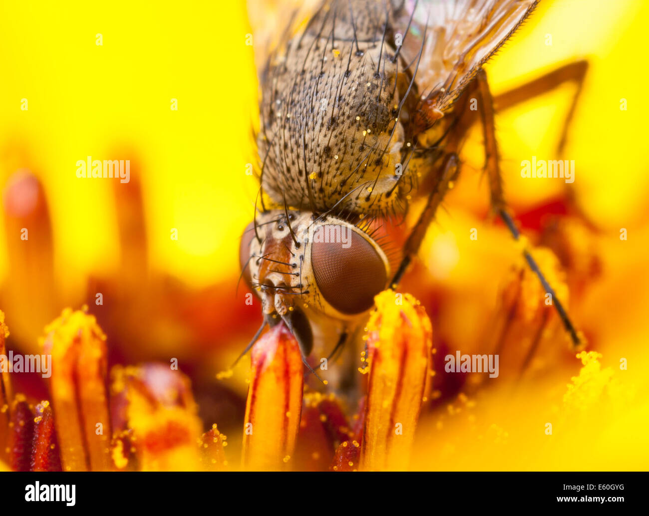 Close up of a house-fly inside yellow flower blossom Stock Photo - Alamy