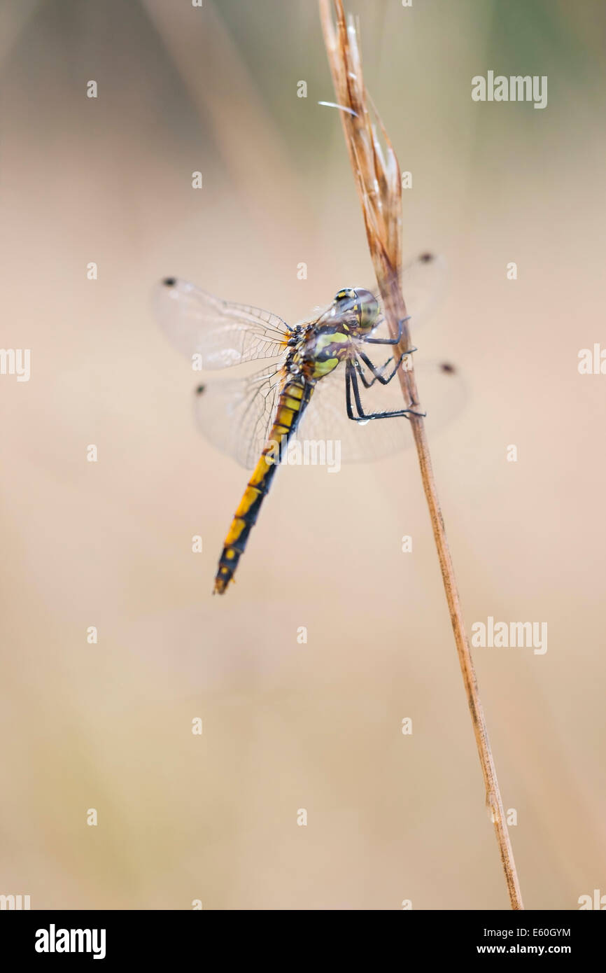 Close up of a wet dragonfly on a plant straw Stock Photo - Alamy