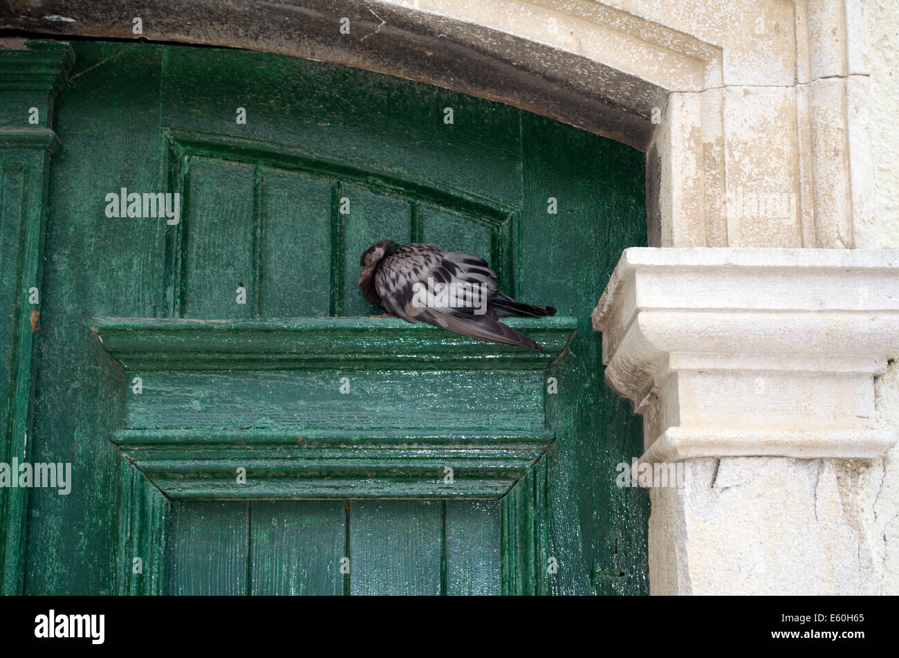 Domestic pigeon bird animal standing hi-res stock photography and ...