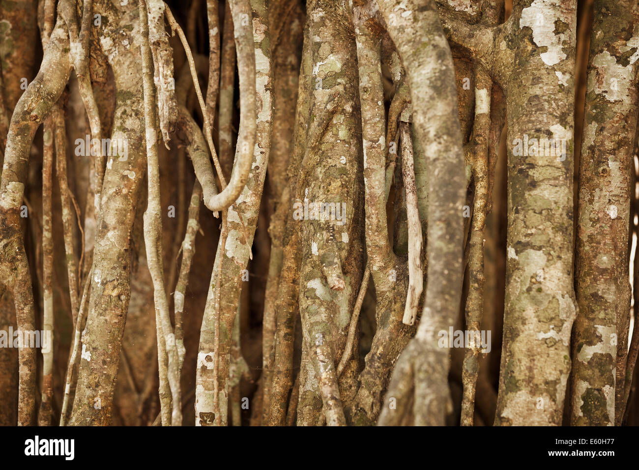 Aerial roots of a tropical plant from Bali island. Natural background ...