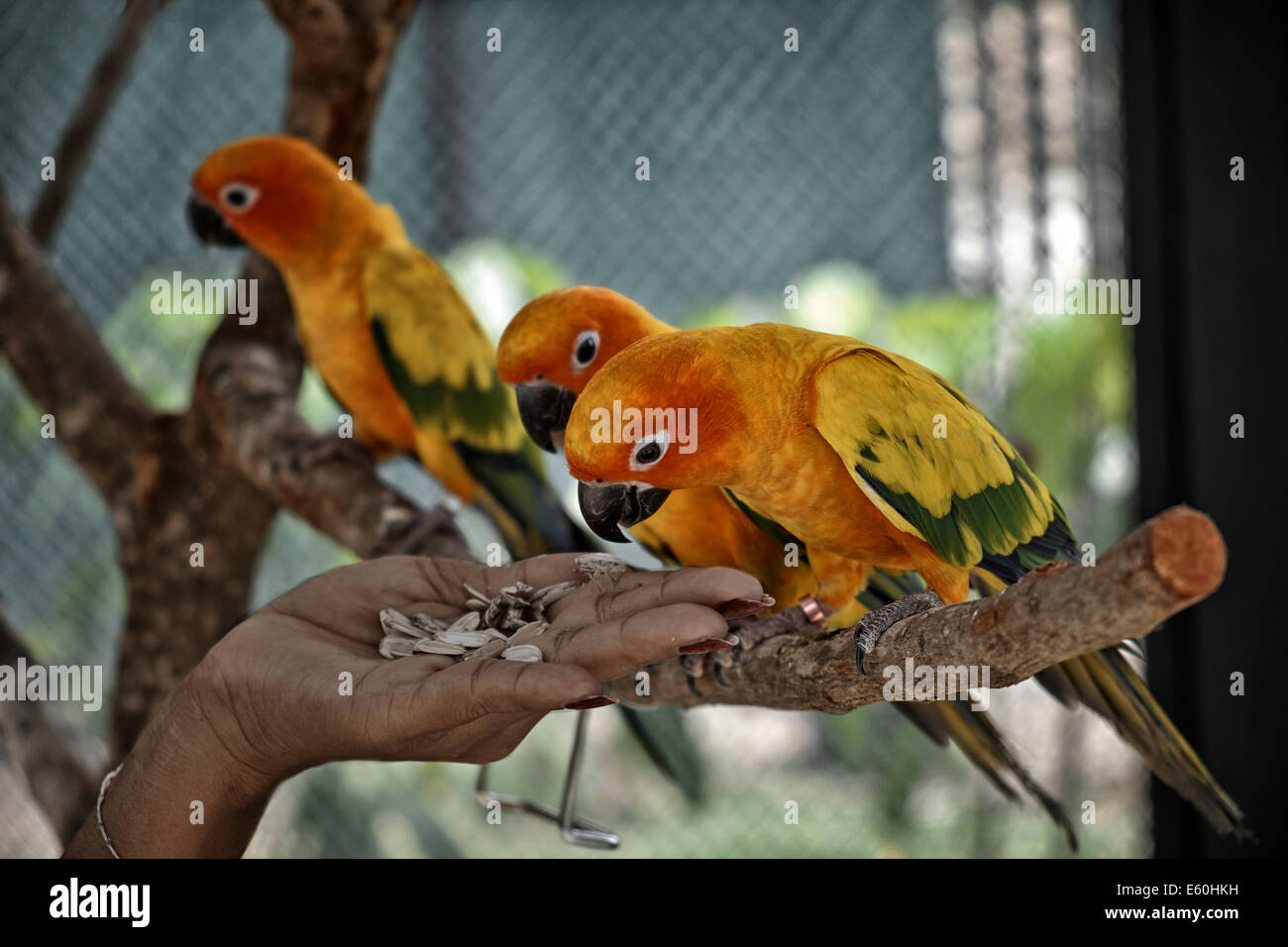 Sun Parakeet, Sun Conure, Aratinga solstitialis, bird eating from hand ...