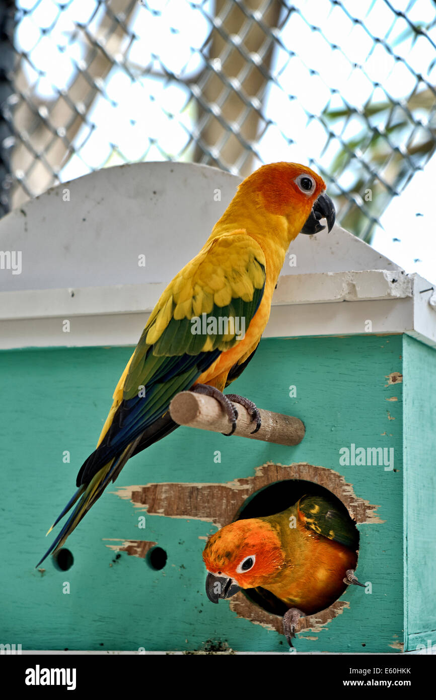 Sun Parakeet, Parakeets, Sun Conure, Aratinga solstitialis, parrots ...