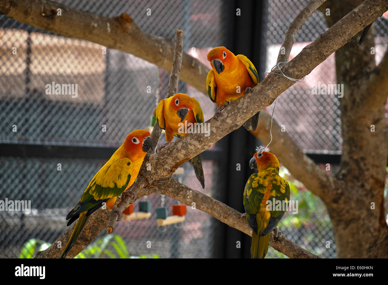 Sun Parakeet, Parakeets, Sun Conure, Aratinga solstitialis, parrots ...