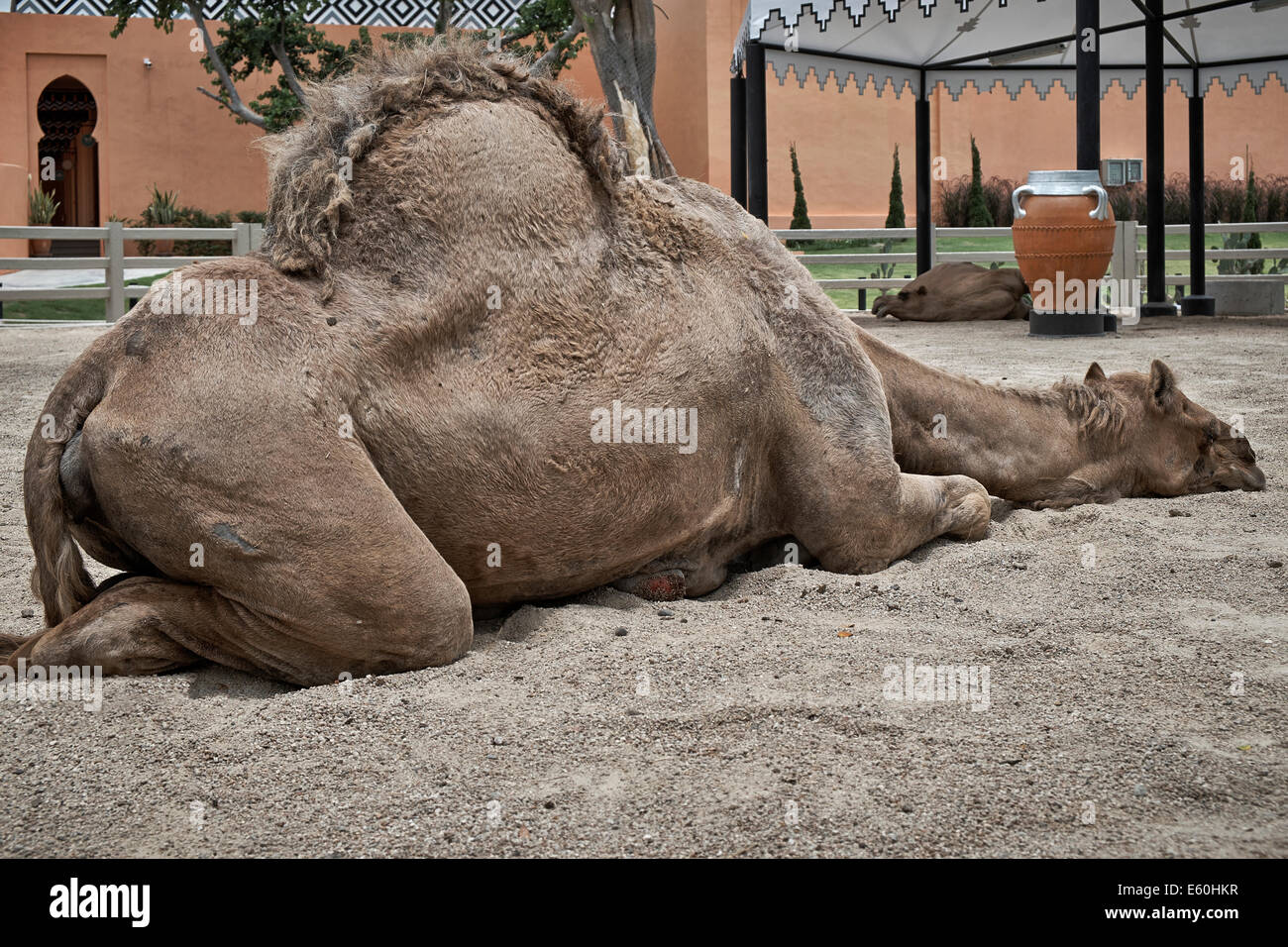 Camel sleeping hi-res stock photography and images - Alamy