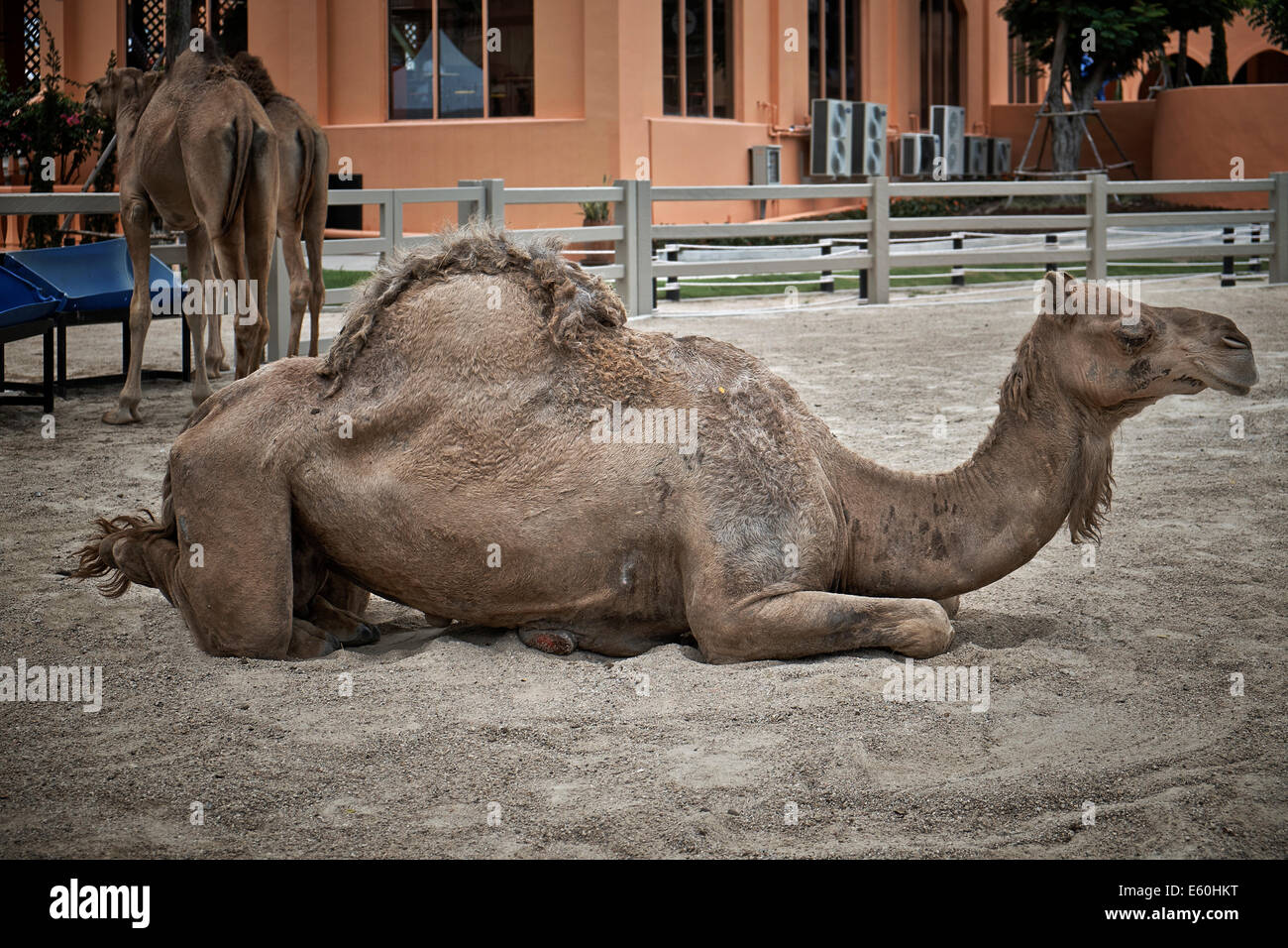 Camel at rest. (Camelus dromedarius Stock Photo - Alamy