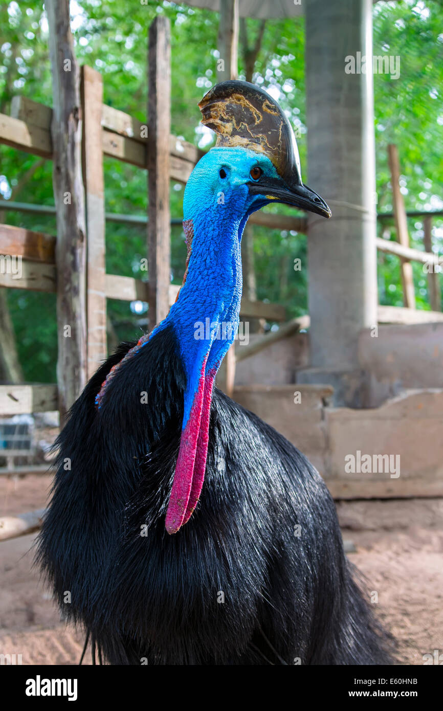 Pattaya animals hi-res stock photography and images - Alamy