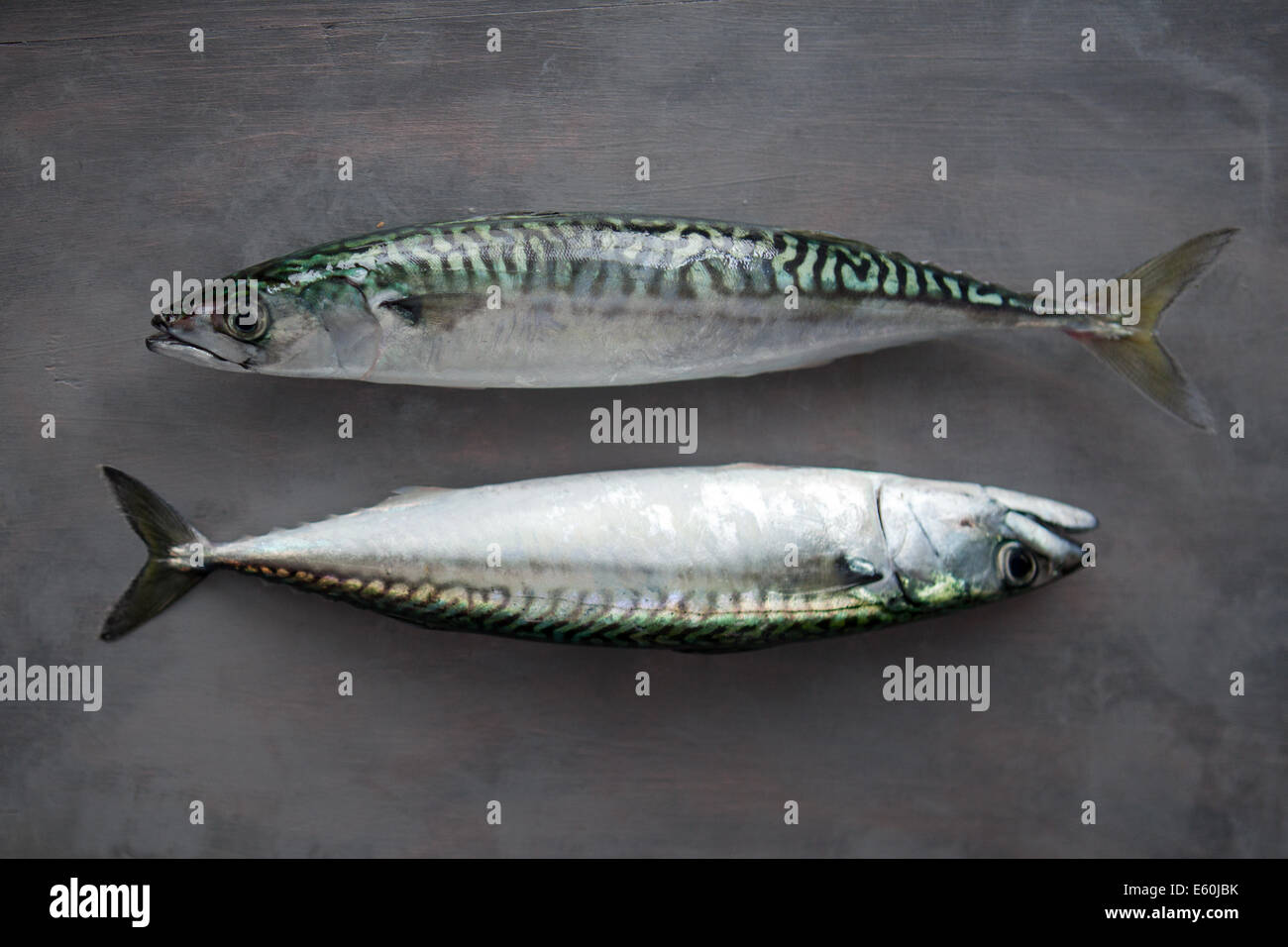 Mackerel scales hi-res stock photography and images - Alamy