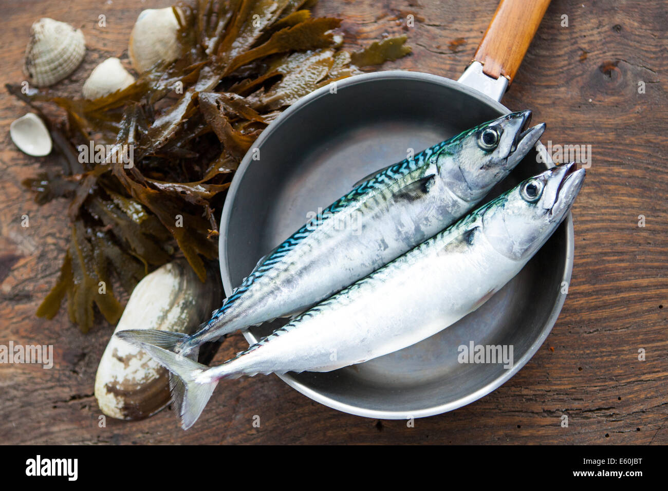 a pan fresh mackerel Stock Photo - Alamy