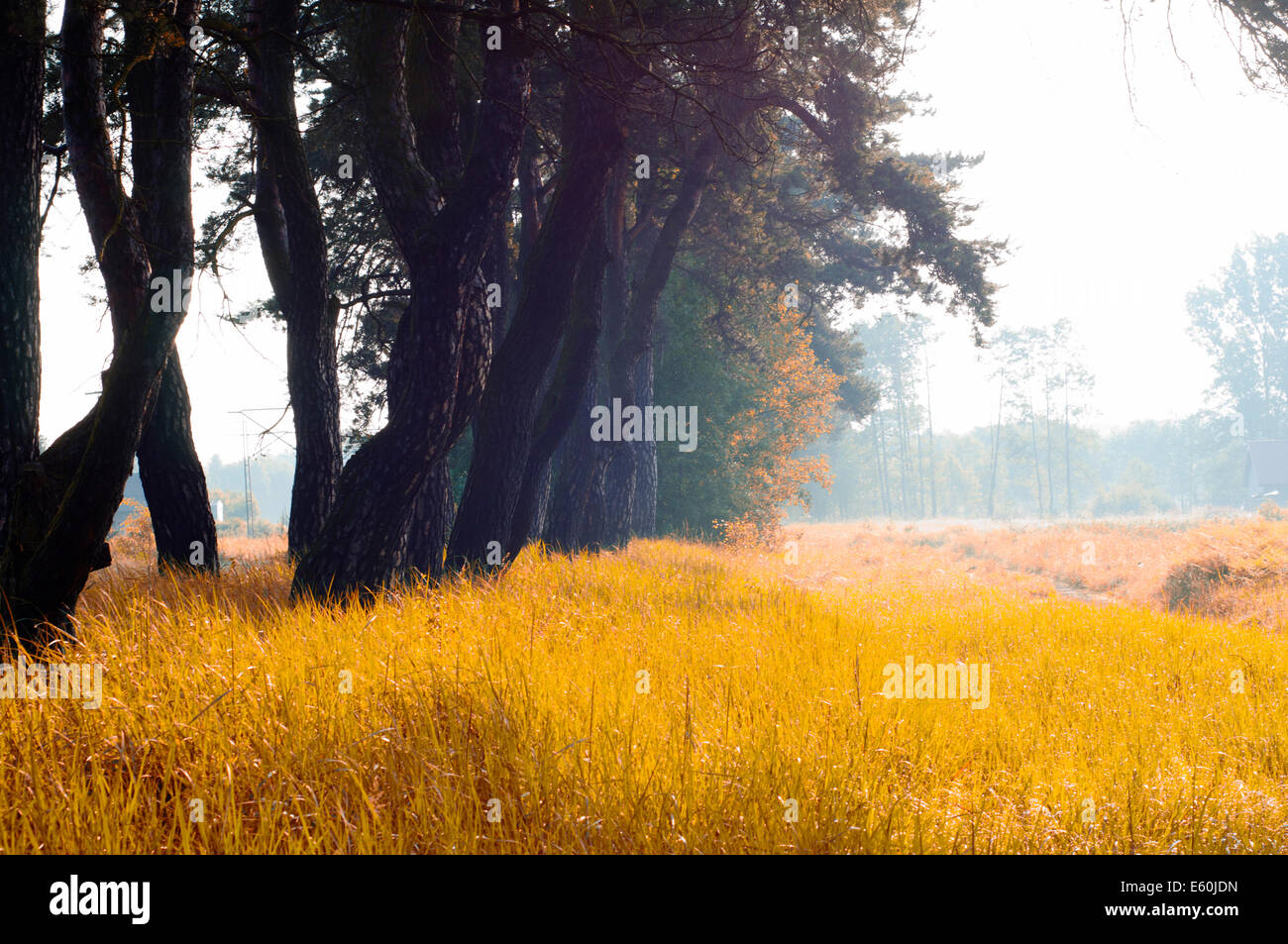 Landscape of big green meadow Stock Photo - Alamy