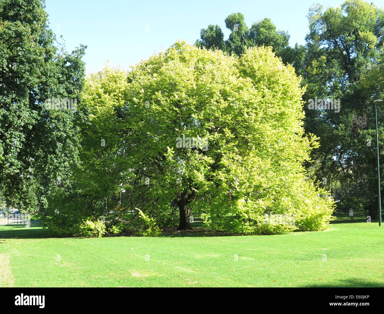 Melbourne weddings hi-res stock photography and images - Alamy