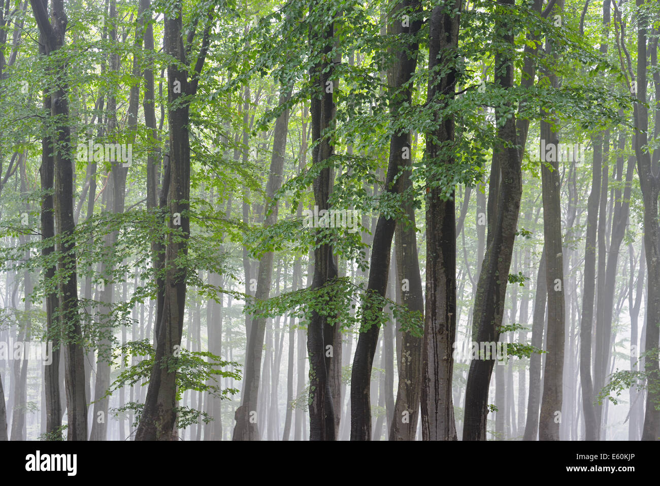 Forest woodland with tall trees and mist Stock Photo - Alamy
