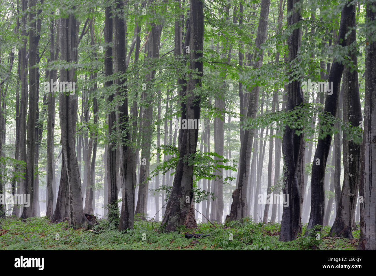 Forest woodland with tall trees and mist Stock Photo - Alamy