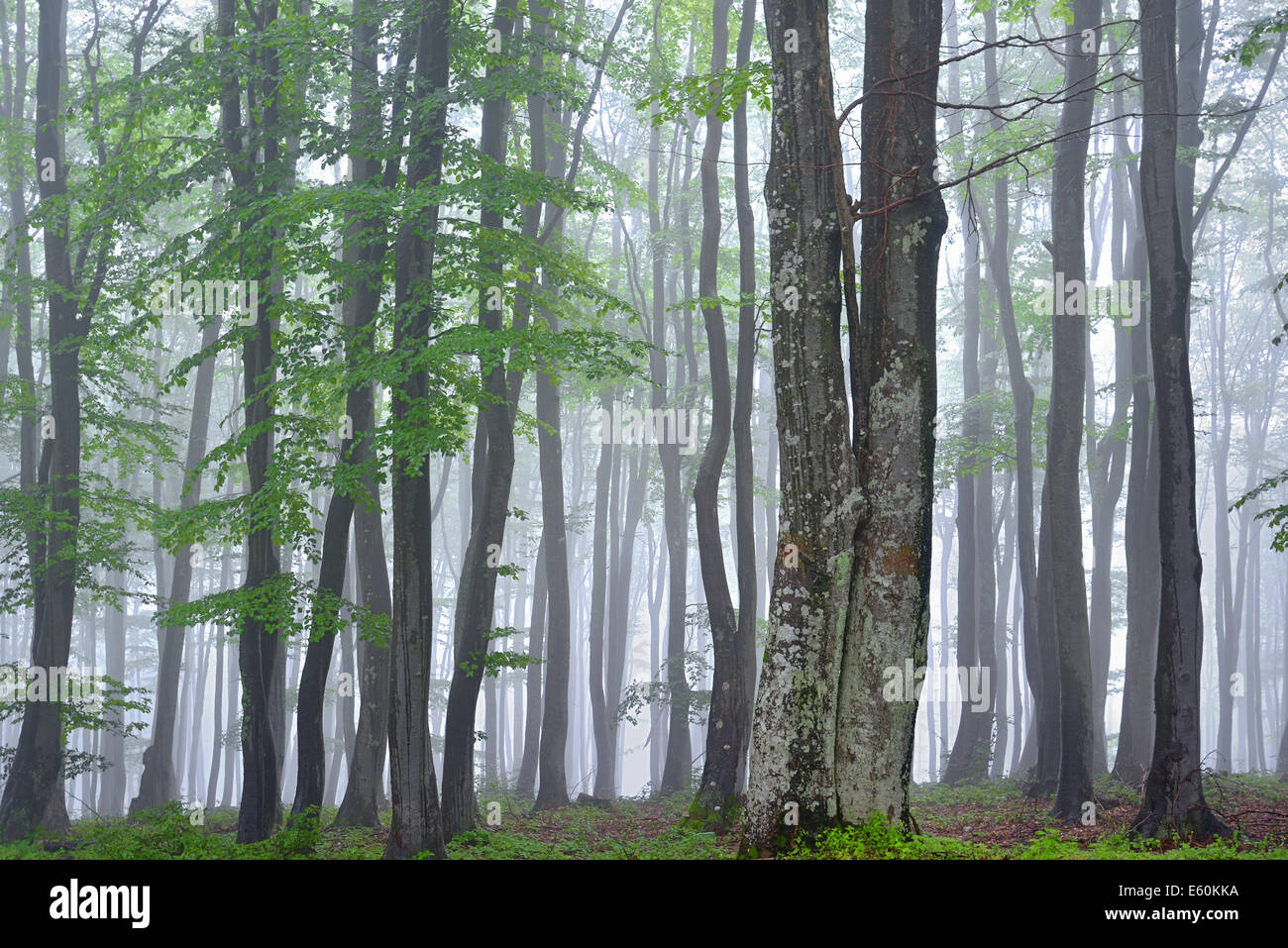 Trees woods mist hi-res stock photography and images - Alamy