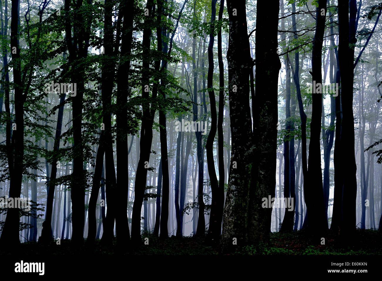 Spooky forest hi-res stock photography and images - Alamy
