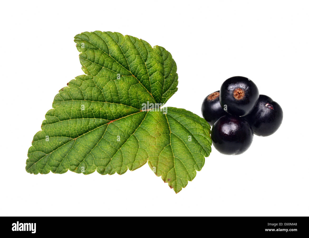 Blackcurrant isolated on white background with leaves Stock Photo - Alamy