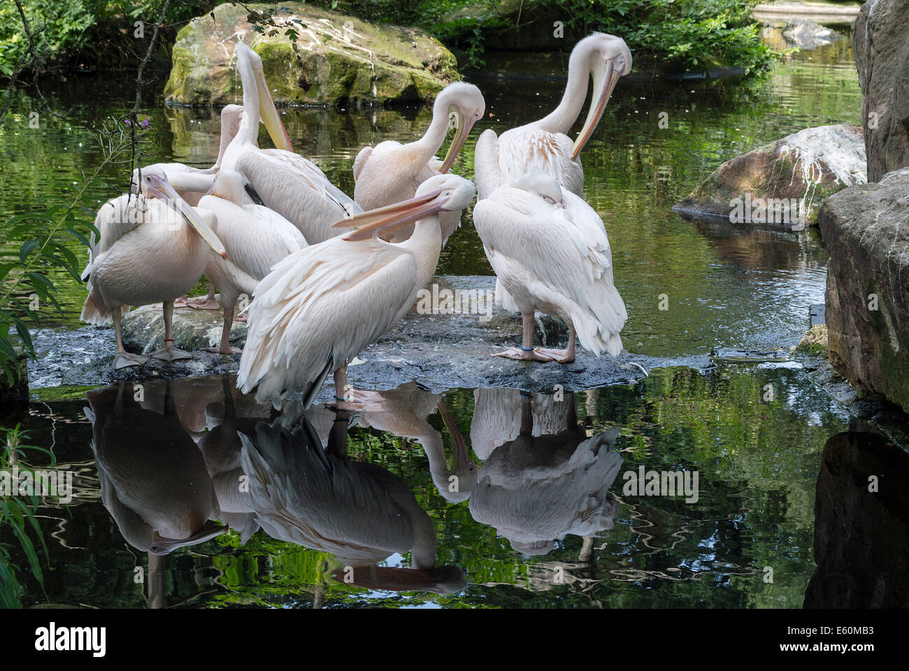 group of pelicans on wooden trunk with reflection in the water and ...