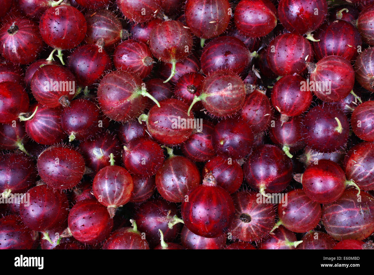 Fresh red gooseberry fruit juicy background Stock Photo - Alamy